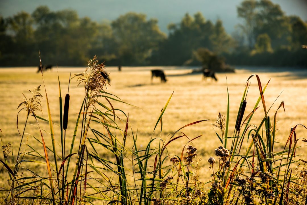 Wetlands seen as a key part of sustainable agriculture - Canadian Agri ...